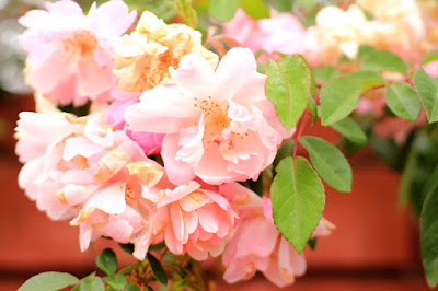 Mademoiselle Mermaid: Friday Flower Pick : Misty Morning Roses