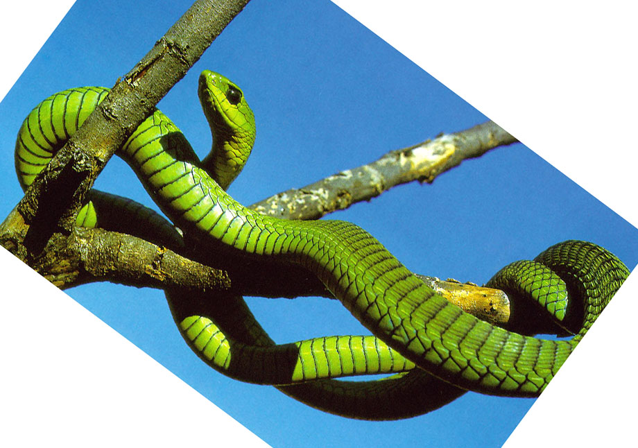 Snakes: Boomslang snake