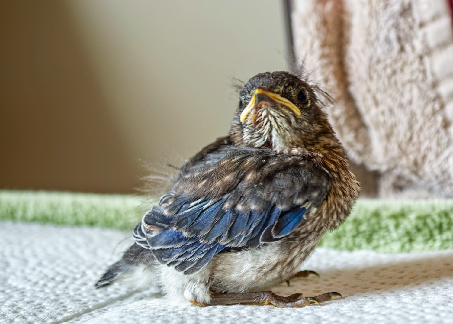 Raising an Eastern Bluebird: Eastern Bluebird Nestling 13 to 14 Days Old