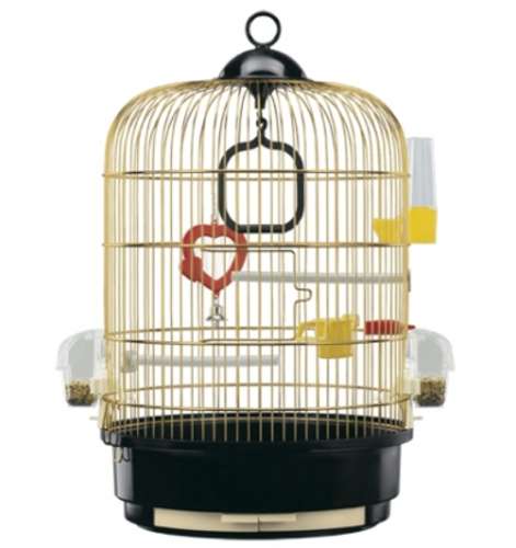 Papagalii , pasari viu colorate .... sursa de divertisment si companie