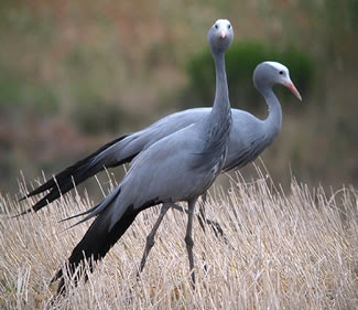 Blue Crane Bird Facts And Pictures | All Wildlife Photographs