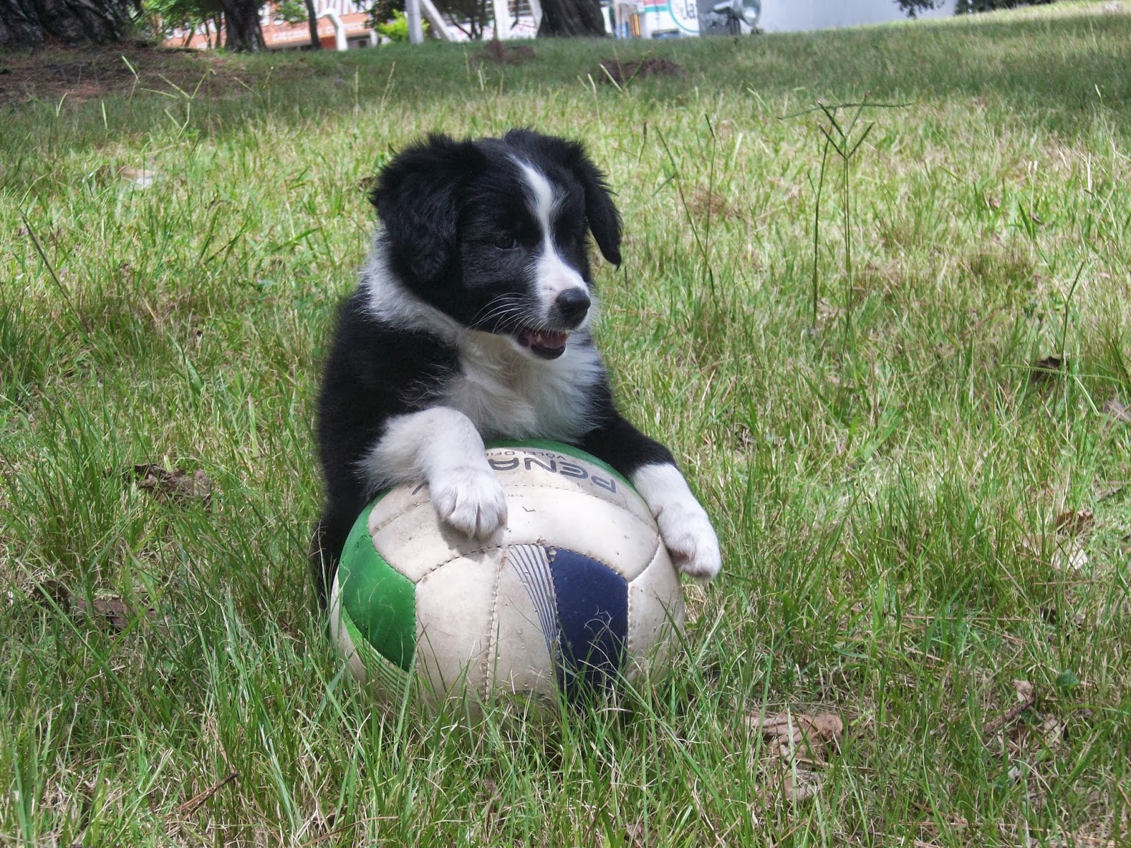 cativartee: Meus cachorros /Border Collie