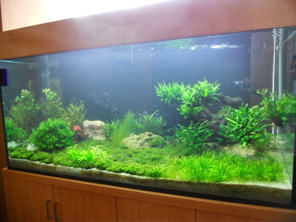 Toko Aquarium Air laut & Aquarium air tawar: Portfolio : TB Simatupang