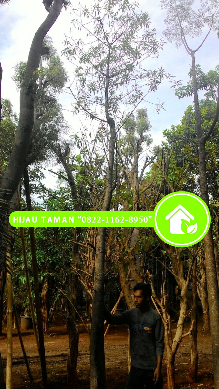 JUAL POHON BOTTLE TREE | TANAMAN MAHAL | POHON MAHAL | TANAMAN MEWAH ...