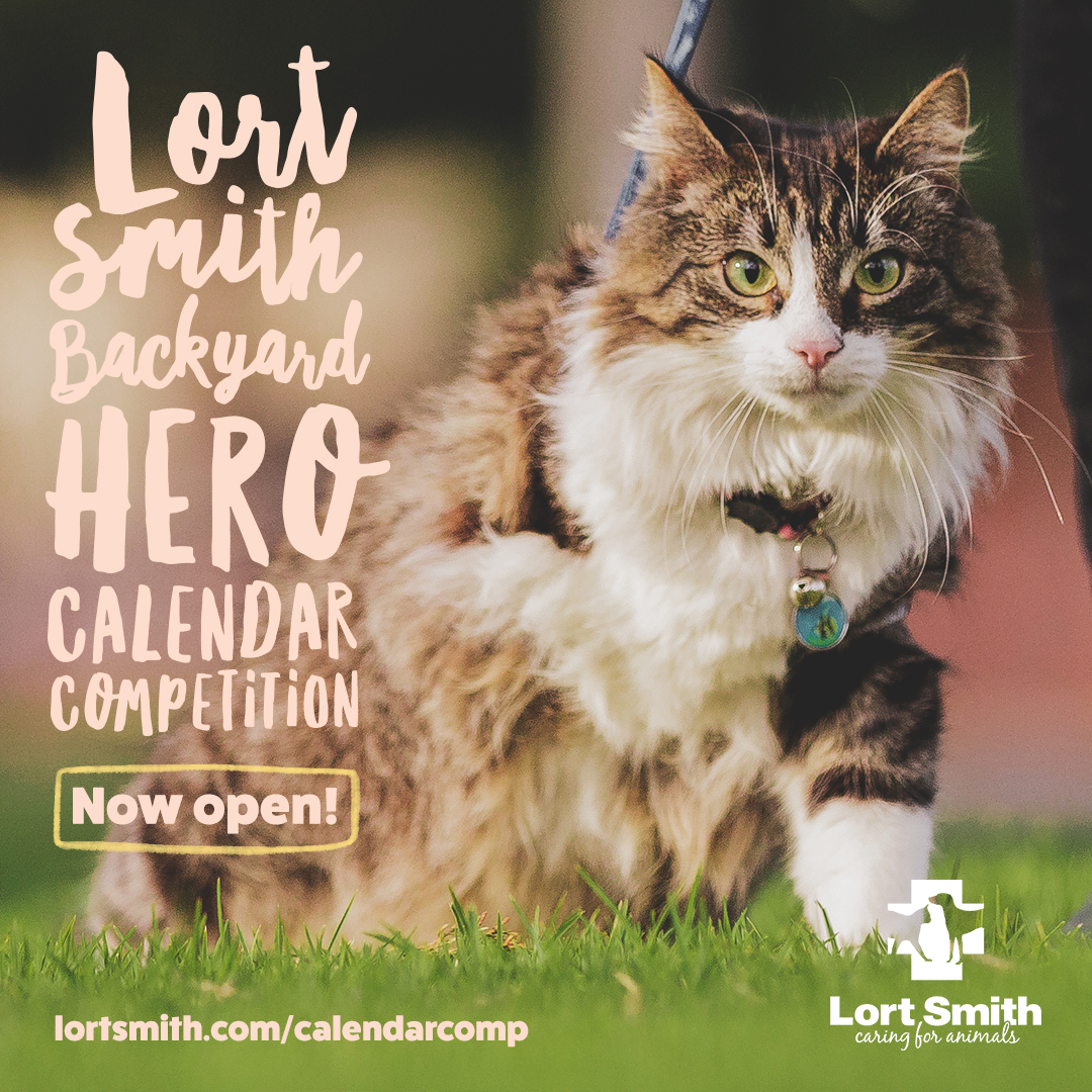 Lort Smith's Backyard Hero Calendar Competition Opens | Australian Cat ...