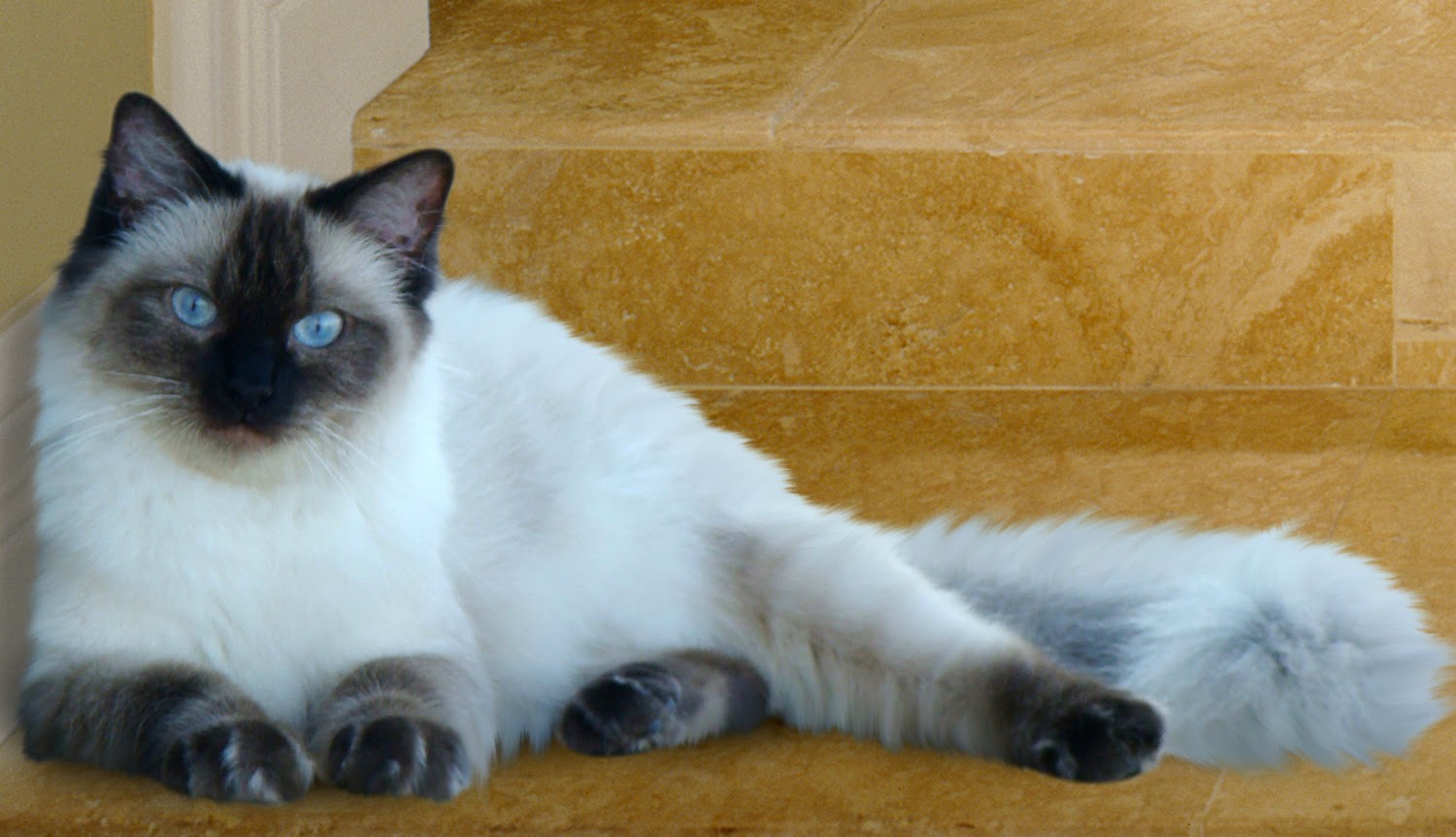 meonginfo: Gambar 10 Kucing Ras Ragdoll