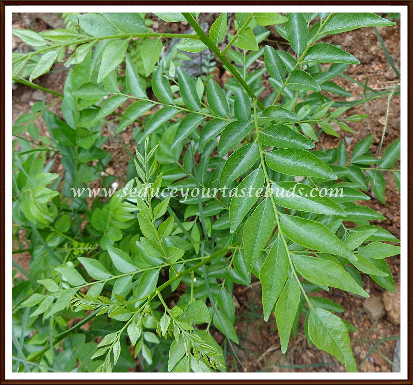 Recipes with Curry leaves - Seduce Your Tastebuds...