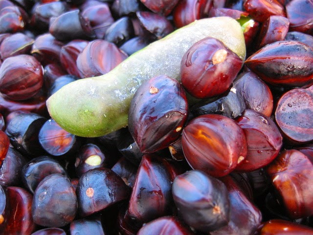 hidayat... suatu cerita...: ULAM ULAMAN