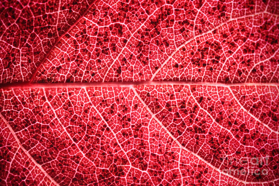 Fly On Little Wing: Six words every day - The Hemingway Challenge