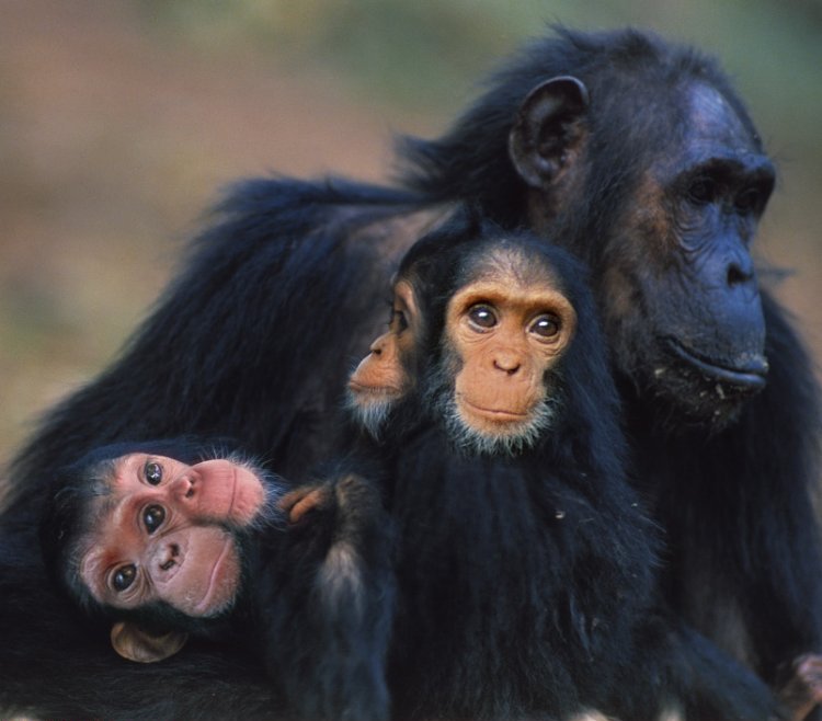 Amazing Photographs Wiki: Two Headed Animals Collection-1