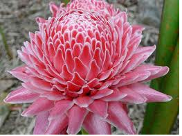 Bunga Kecombrang Tanaman Pengusir Nyamuk - Provinsi Sumatera Utara ...