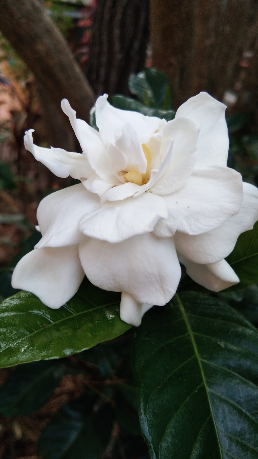 BUNGA, BERJUTA MAKNA DIANTARA CINTA DAN NESTAPA