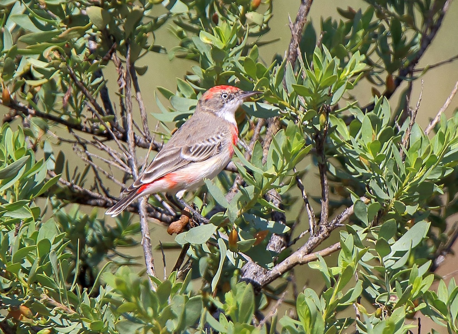 Richard Waring's Birds of Australia: Birds of Nyirripi
