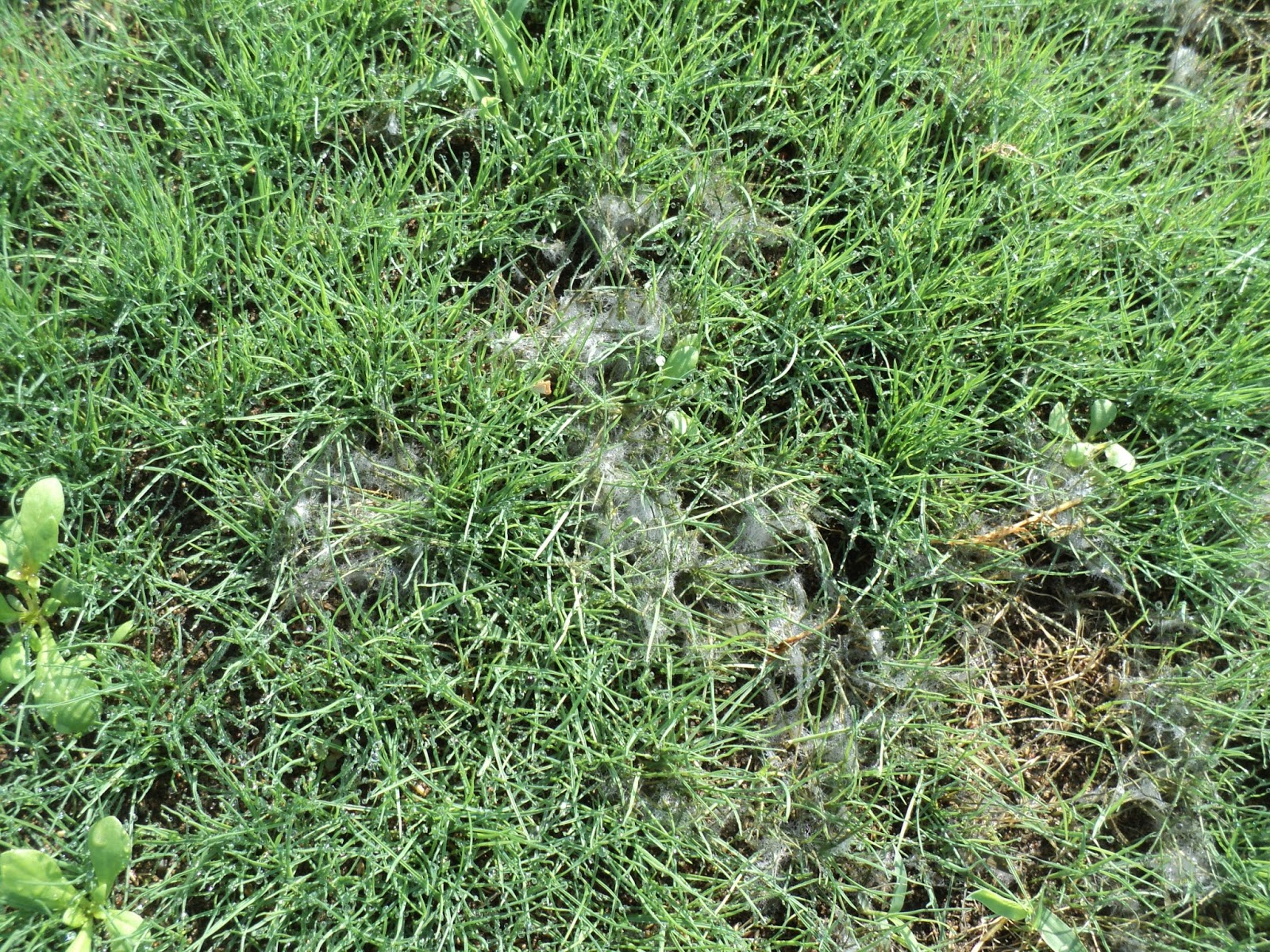 Pythium - JungleKey.fr Image