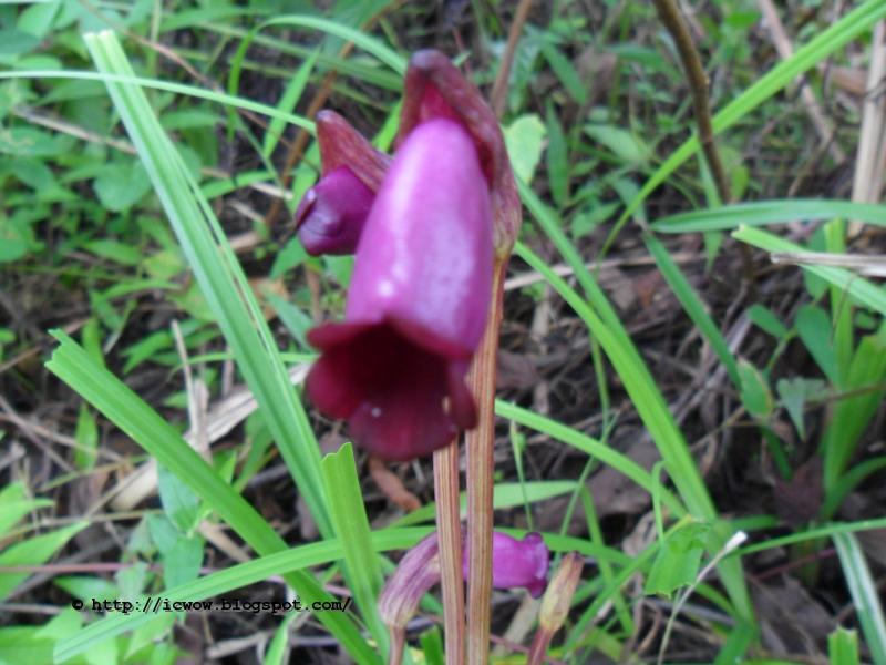 Forest Ghost Flower - Aeginetia indica