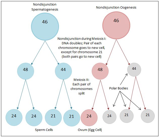 One in a Thousand: What Causes Down Syndrome?