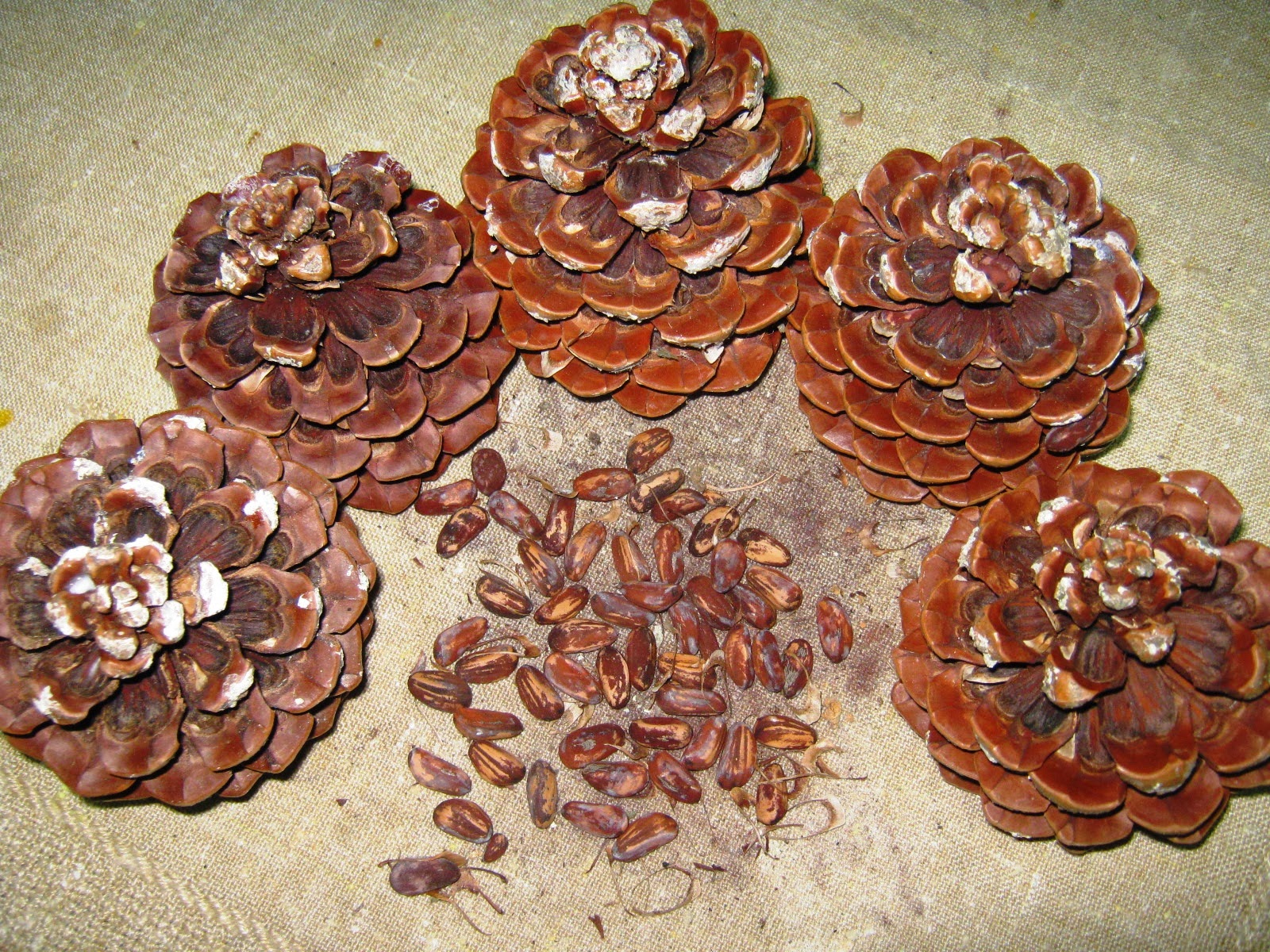 MEUS CAMINHOS RIBATEJO: FRUTOS DE INVERNO++++ AZEITONAS+++++ PINHÕES!!!!