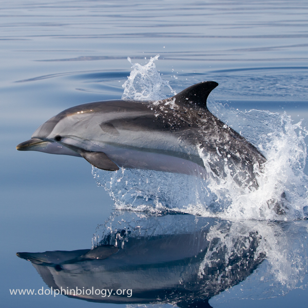 Dolphin Biology and Conservation: Striped dolphin power