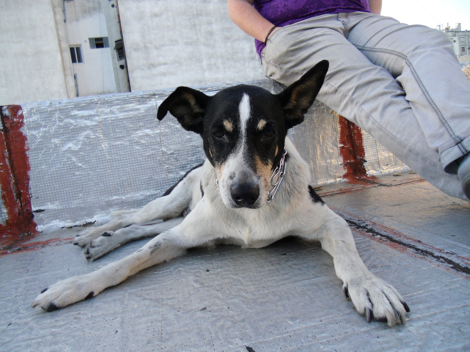 Adoptándonos: Chucho, lindo perro mestizo de tamaño mediano en adopción