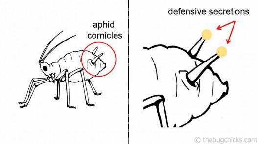 Balkan Ecology Project : Aphid Attack