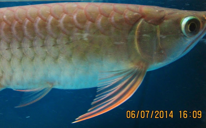 Arowana Keeping & Breeding in Aquarium: HENGKI Red Arowana (Growth Record)