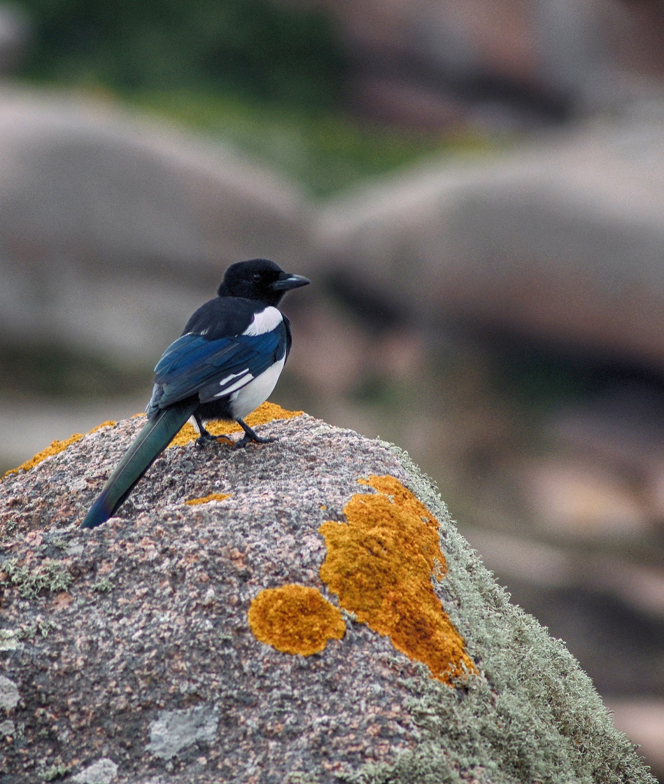 Les Fous du Cap: Des oiseaux en queue-de-pie...