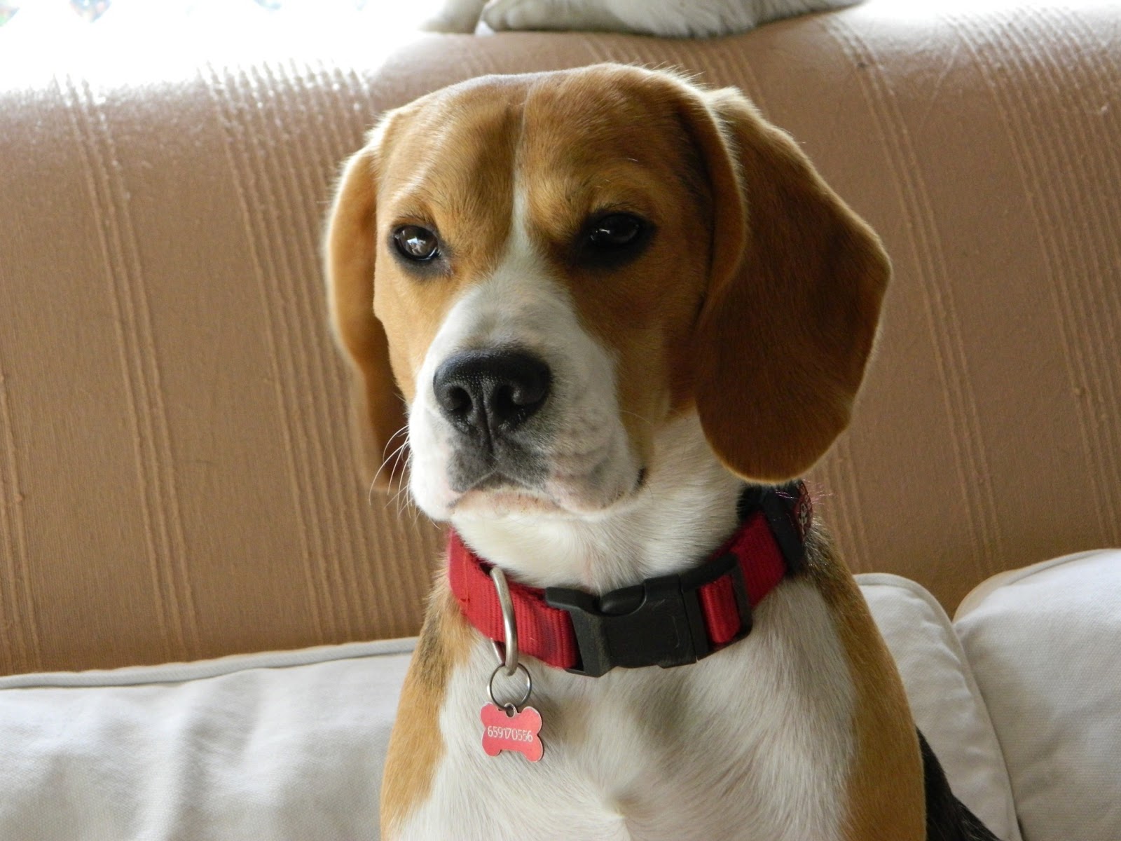 Mis Queridos Peludos: Diario del embarazo de una beagle