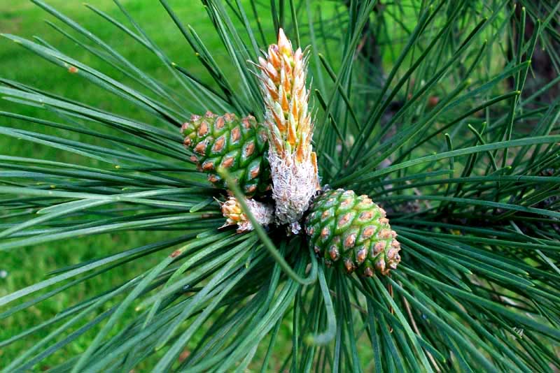 PINUL - UN ALIAT DE LUAT IN SERIOS IN CAZUL TUSEI SI CATARULUI LA COPII ...