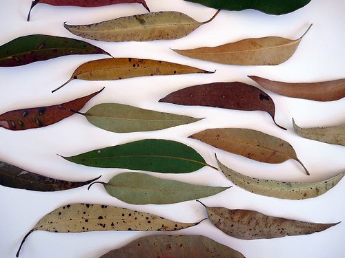 A Handful of Gum Leaves