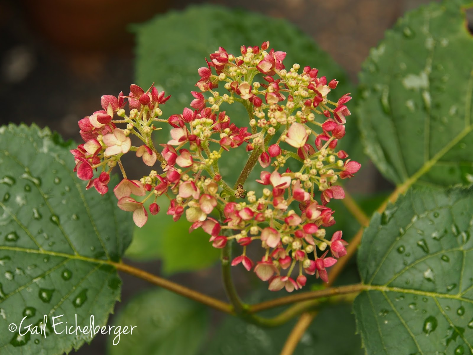 clay and limestone: I heart Hydrangea arborescens