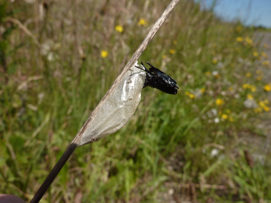 Durham University Biodiversity Survey