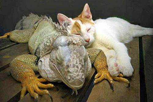 Funny Animal Pictures: Because You're My Best Friend | Amazing Creatures