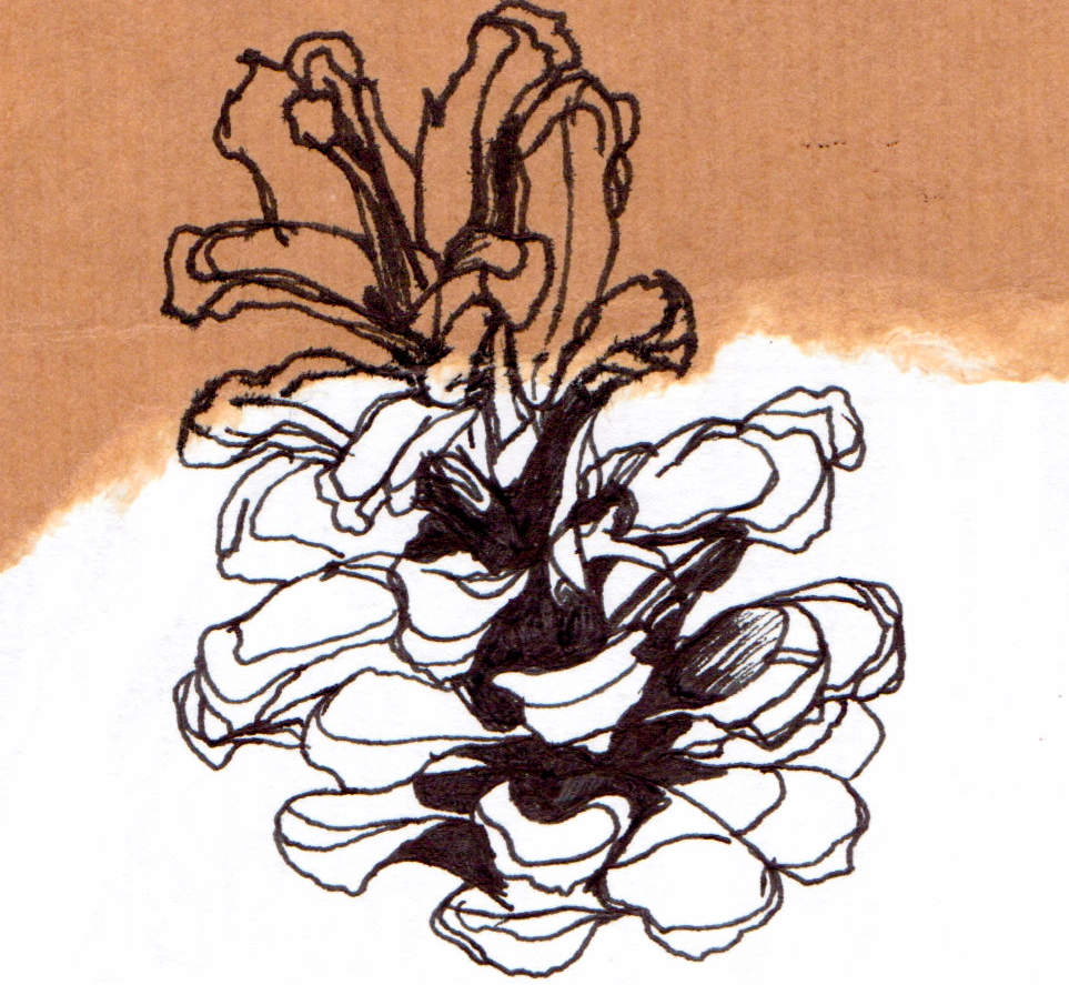 Art College Blog: Ideas from Natural Forms