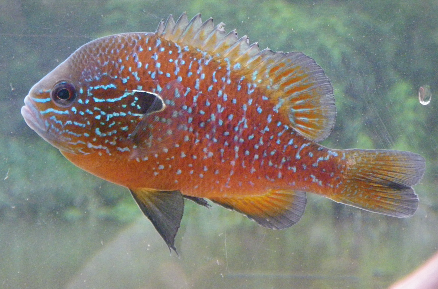 Virginia Tech Ichthyology Class : Sunfishes (Lepomis) of Virginia, by ...