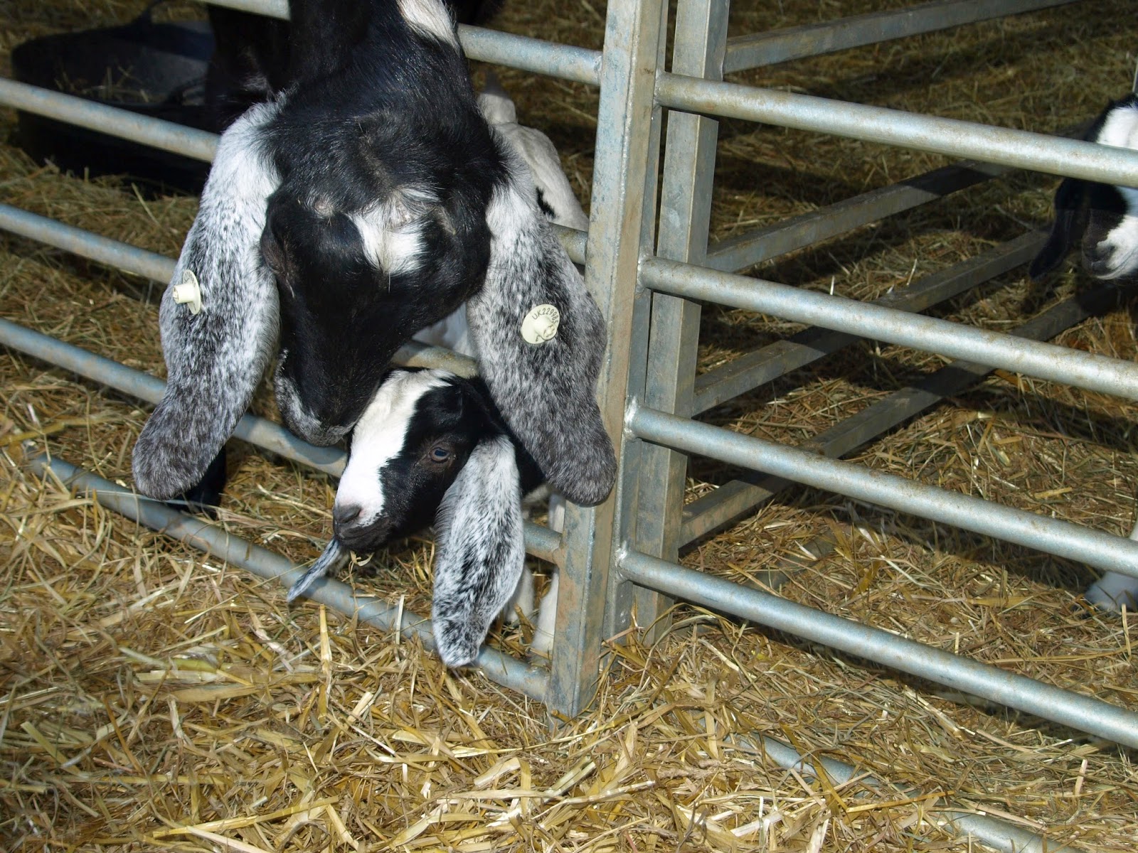 Bure Valley Farm