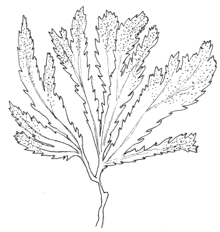 Algaculture Archive: Fucus Serratus (Linnaeus)
