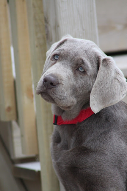 Silver Lab Puppies: Our Beautiful Labrador Retriever