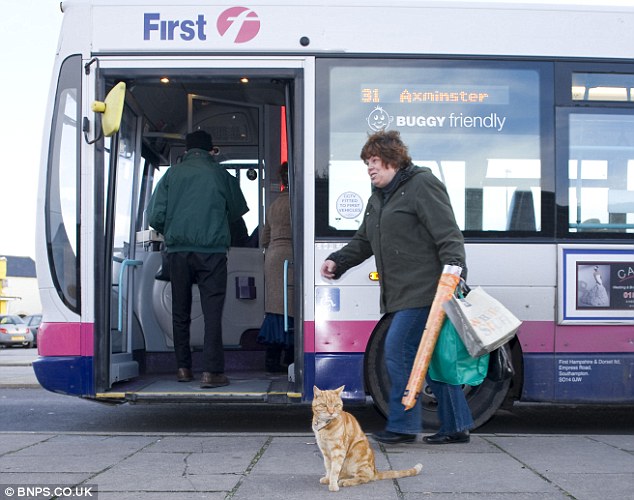 Pudicat Blog: Cat rides the bus for free by hopping on and off at his ...