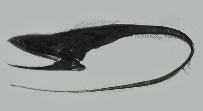 UN BLOG PARA TODO: FAUNA ABISAL (1)