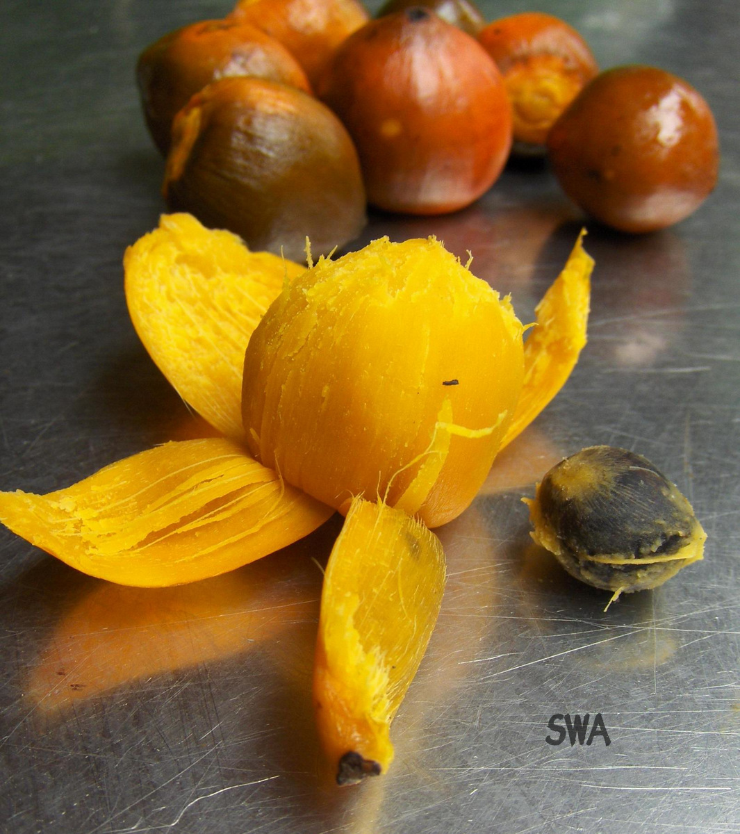 Tropical Biodiversity - Santarém - Pará - Brasil: Bactris gasipaes