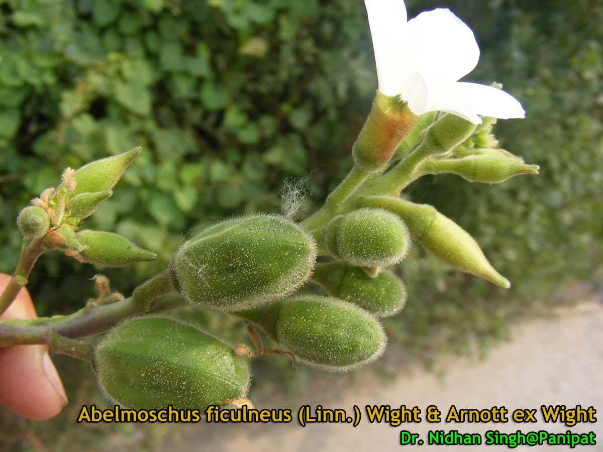 Medicinal Plants: Abelmoschus ficulneus