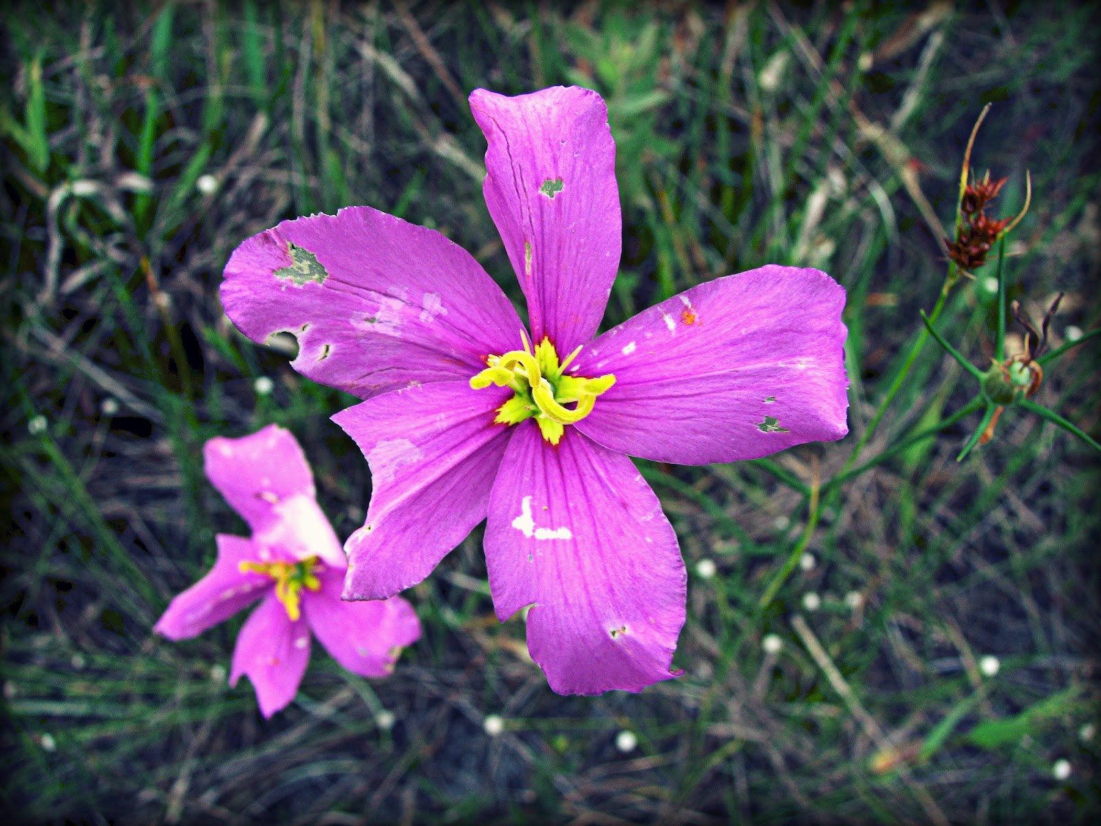 The Back Forty: Rose Gentian, Marsh Pink, Sabatia grandiflora