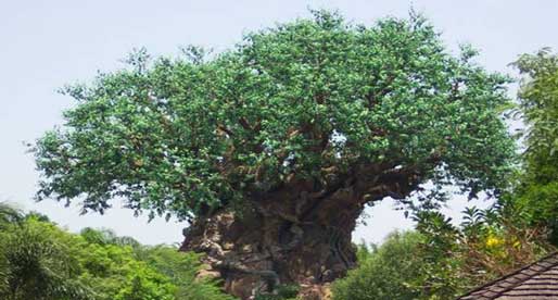 TECHORGANIC: MYSTERIOUS TREE IN INDIA