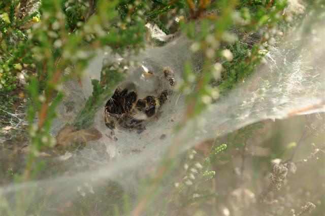 Gonnie van de Schans : Spinnenplaag?