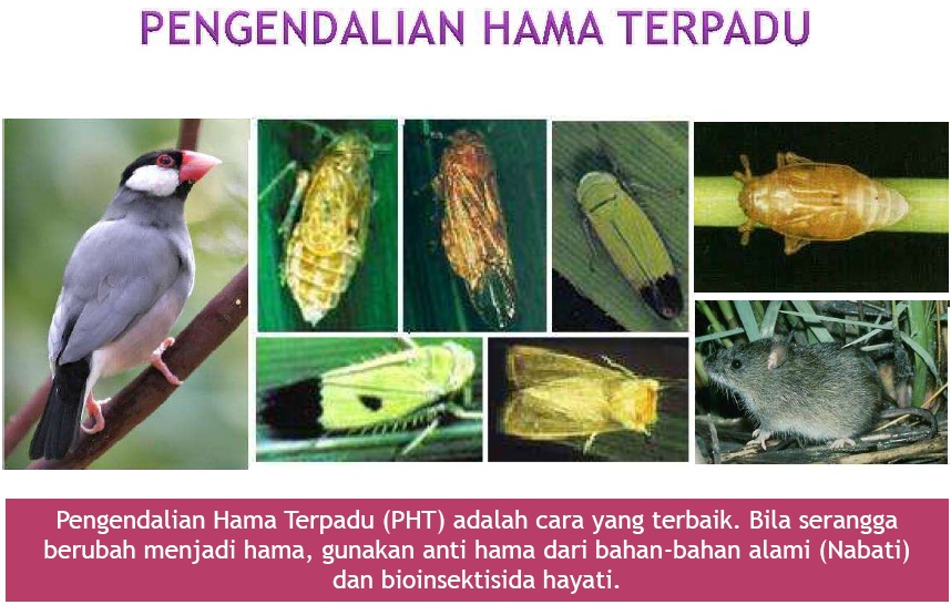 Pengertian Pengendalian Hama Terpadu | Pertanian Organik