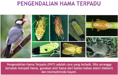 Pengertian Pengendalian Hama Terpadu | Pertanian Organik