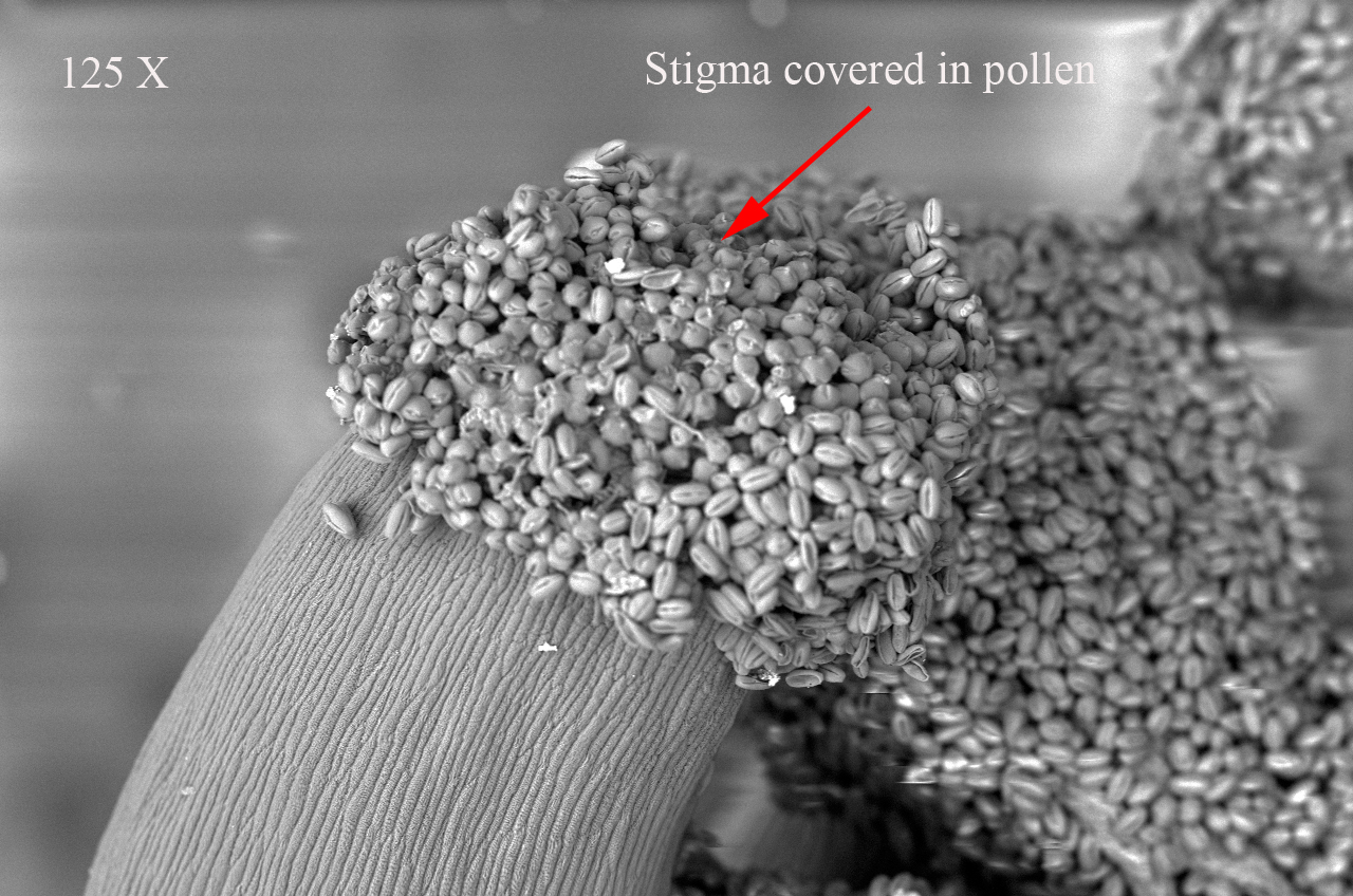 Scanning Electron Microscope Blog