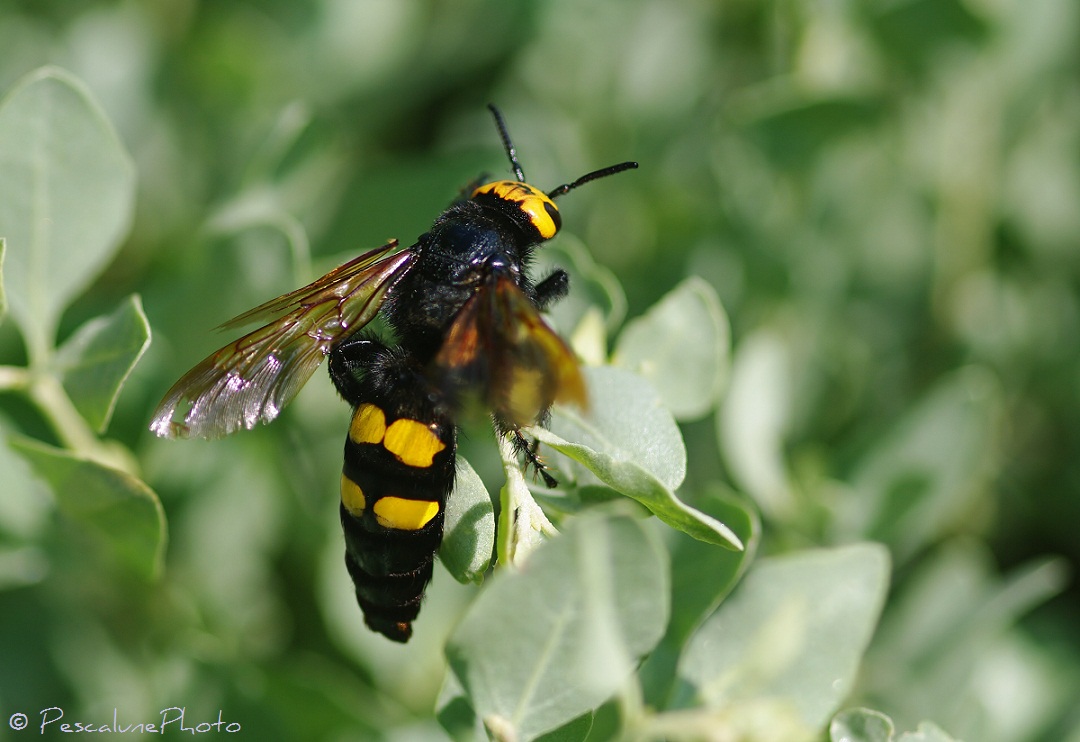Pescalune Photo: Scolie des jardins (Megascolia maculata), Mammoth wasp