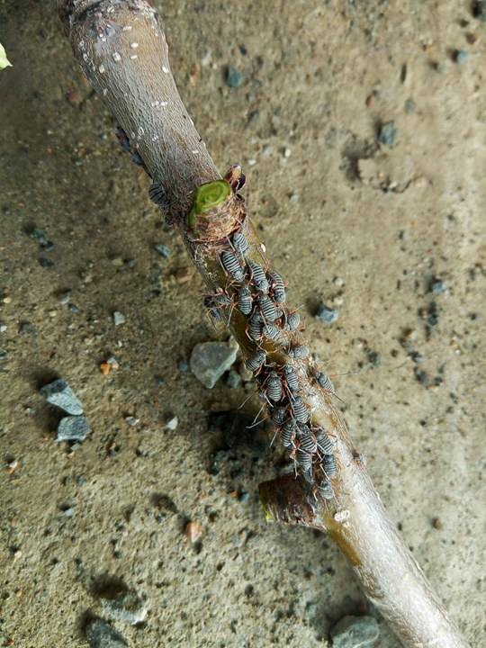 Aphid , the giant aphid damage to crops and its effective control ...