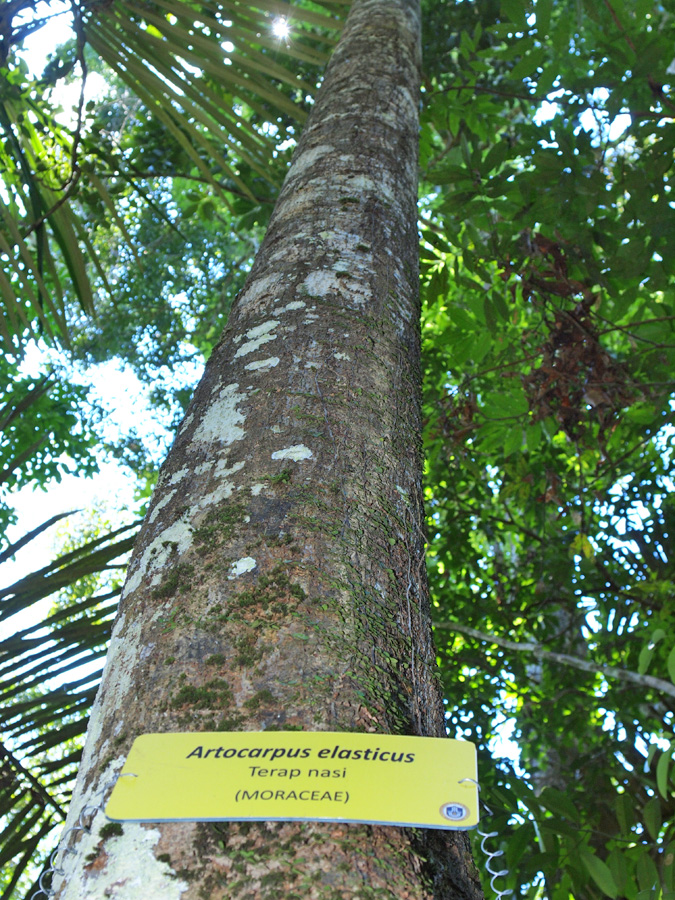 UUM Forest Treasure 1